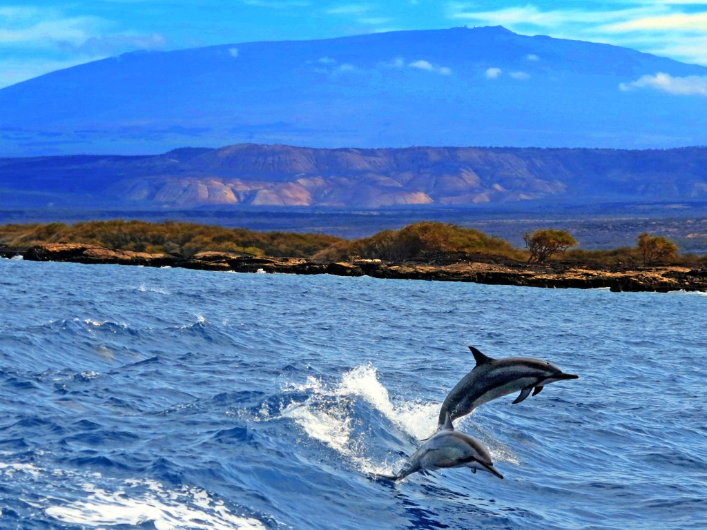 How To Make The Most of A Dolphin Adventure In Kona | Manta Ray & Kona ...