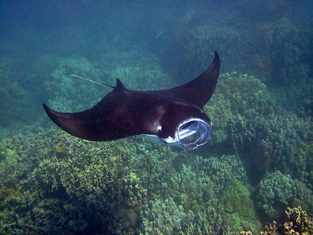 What’s The Best Manta Ray Tour In Hawaii? | Manta Ray & Kona Ocean ...
